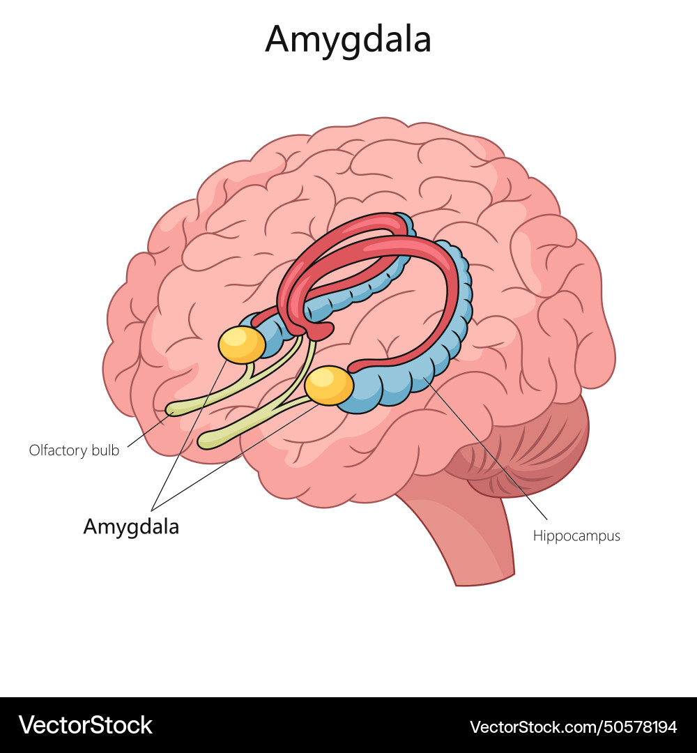 Amygdala structure diagram medical science Vector Image Amygdala structure diagram medical science Vector Image