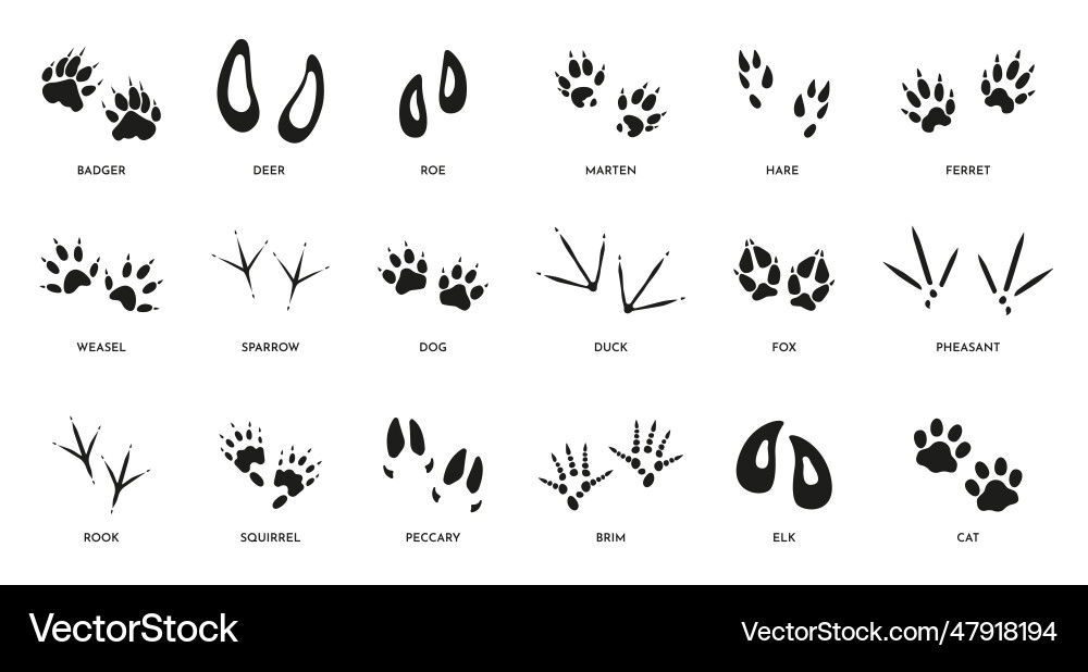 Animal Paw Prints - Wildlife Footprints Royalty Free Vector