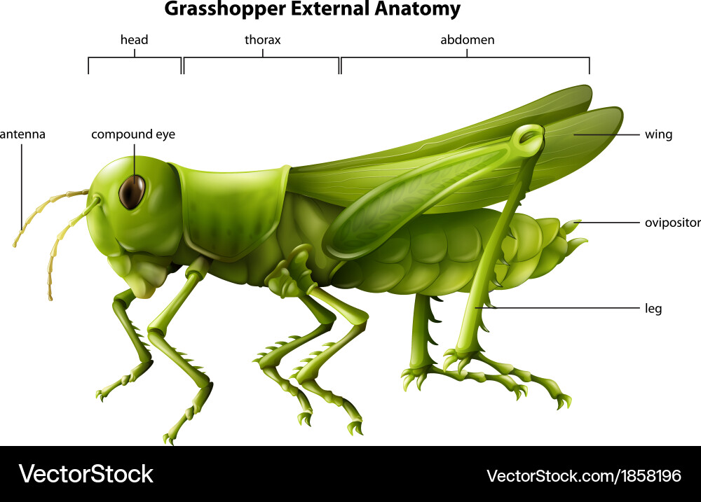 External anatomy of a grasshopper Royalty Free Vector Image