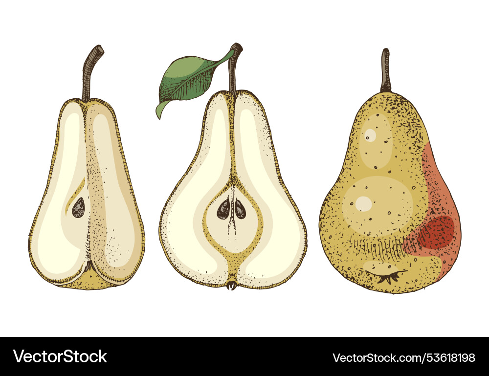Fresh pear and its slices set Royalty Free Vector Image