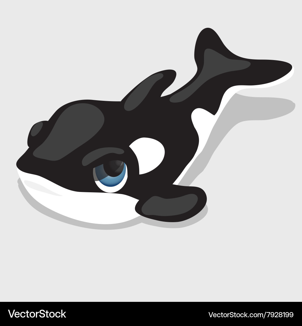 Black-and-white orca with blue eyes Royalty Free Vector