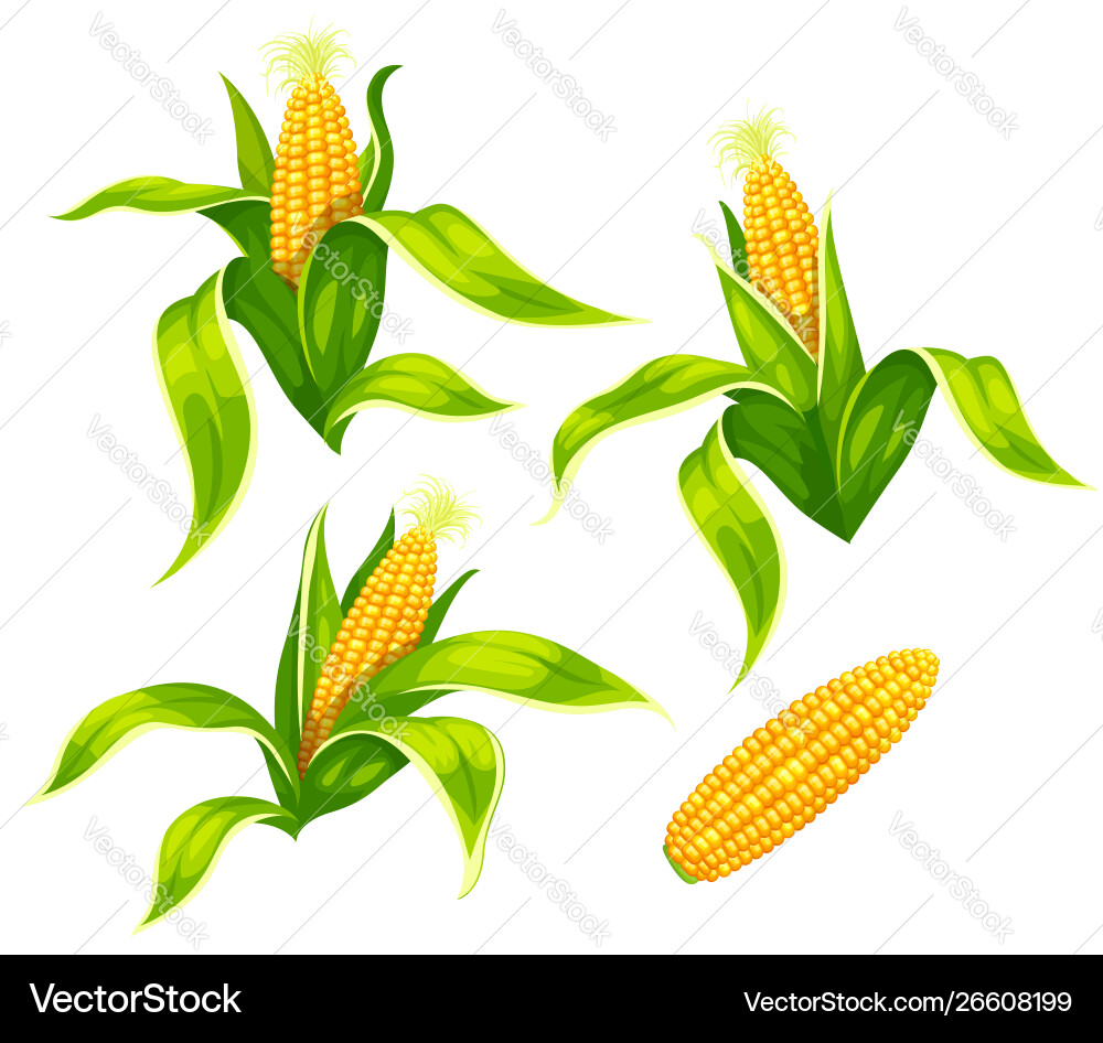 Maize Vector Images (over 13,000)
