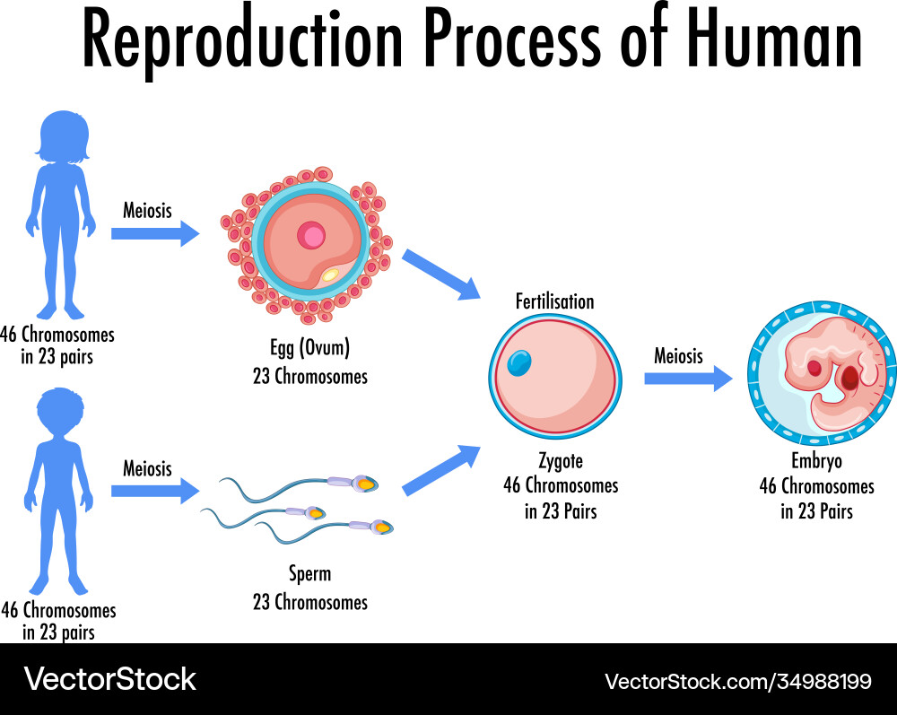 Reproduction process human infographic Royalty Free Vector