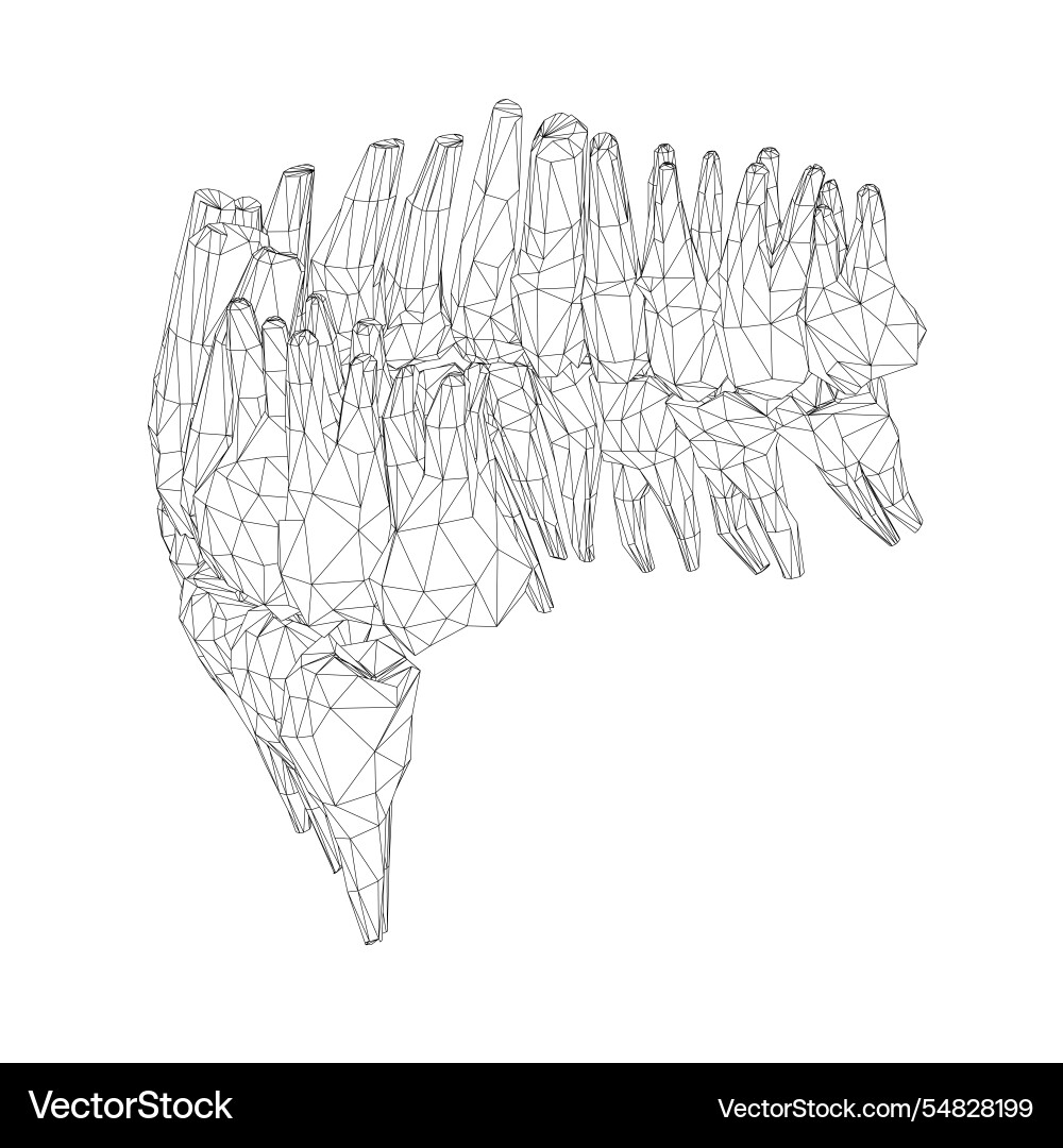 Teeth wireframe hand drawn different types Vector Image