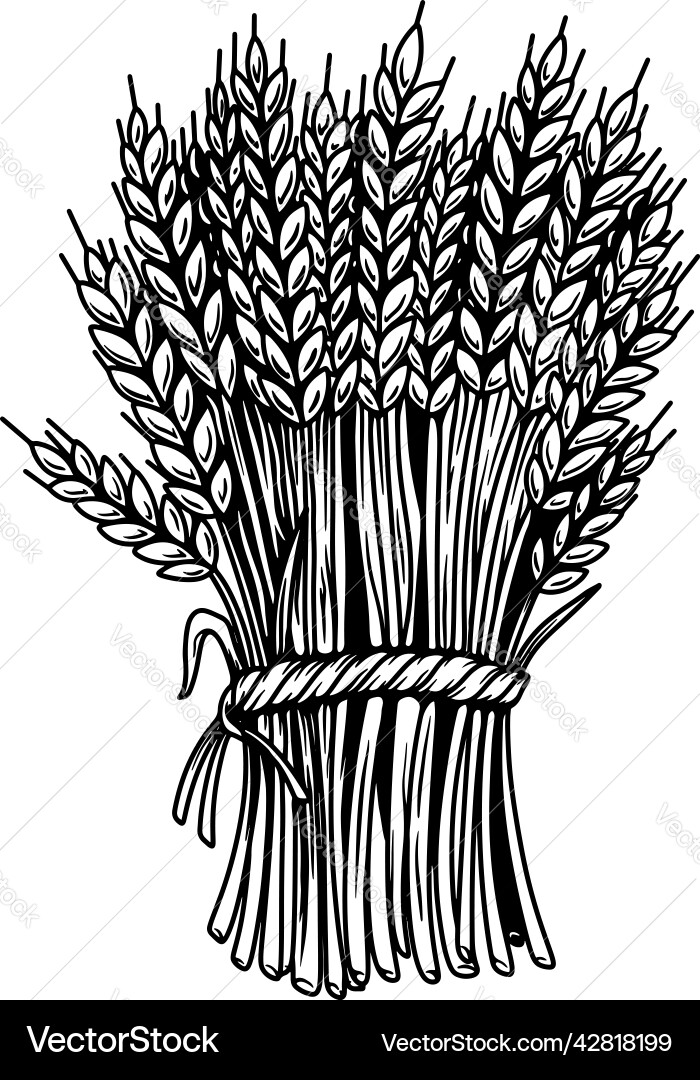 Wheat Sheaf Engraving Royalty Free Vector Image