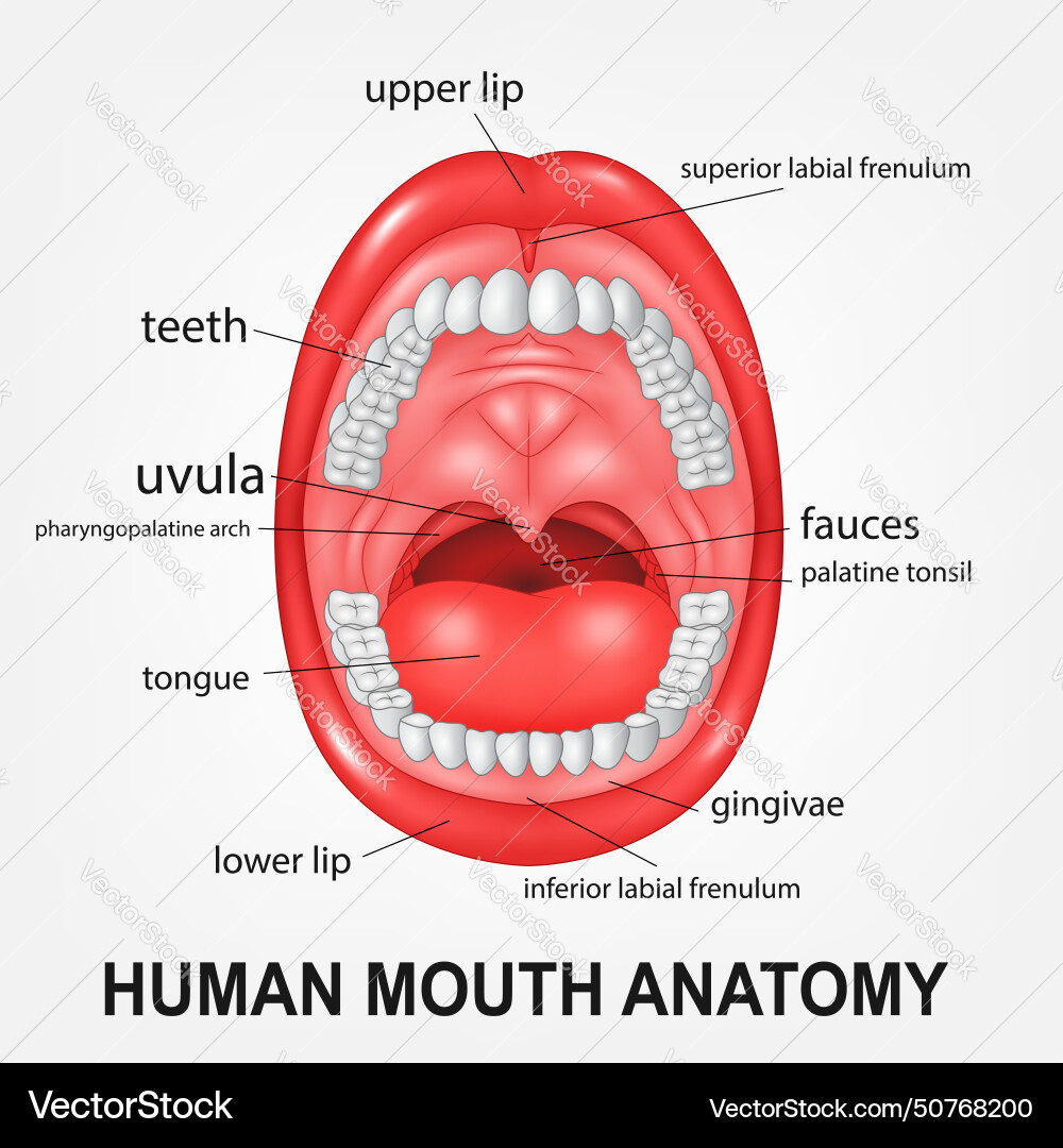 Human mouth anatomy open with explaining Vector Image