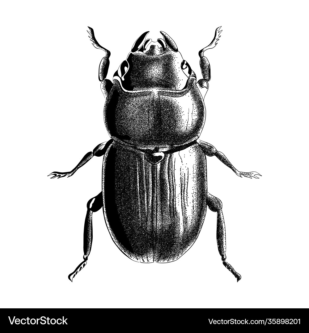 Engraved bug beetle sketch Royalty Free Vector Image