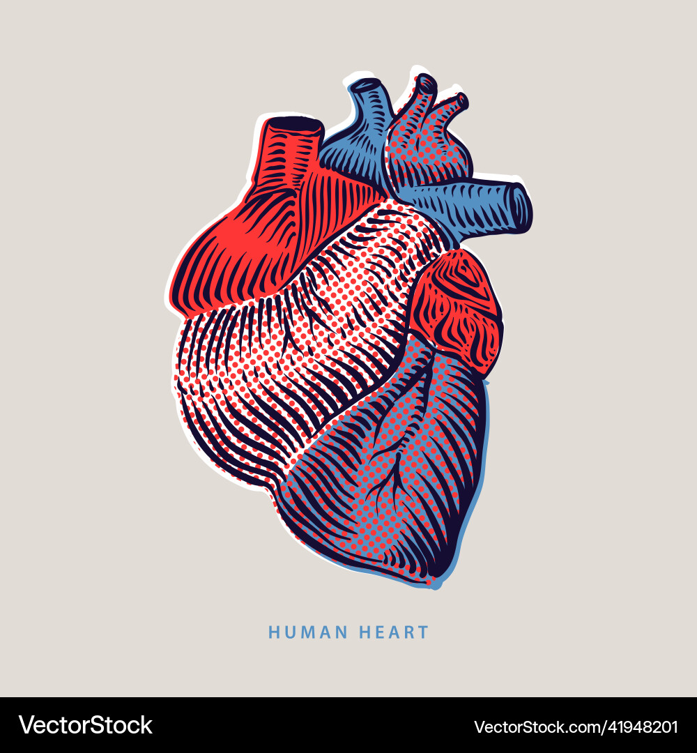 Realistic isolated human heart Royalty Free Vector Image