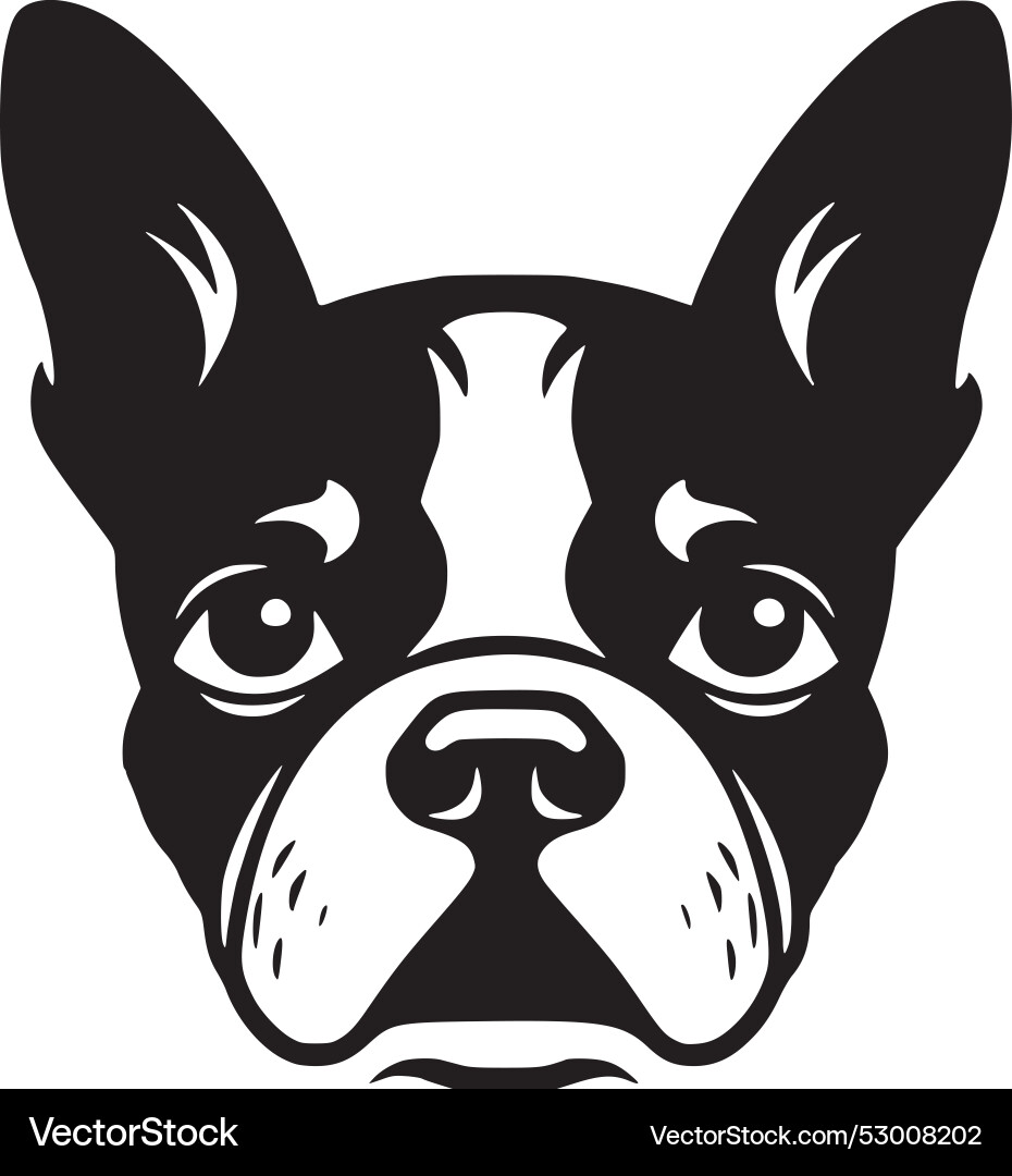 Boston terrier - high quality logo ideal Vector Image