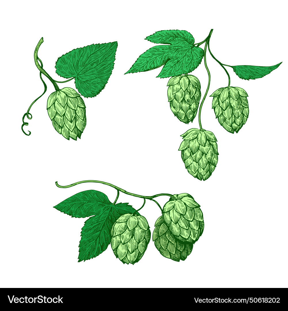 Green hop cones in engraving style Royalty Free Vector Image