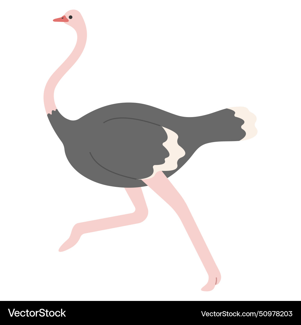 Ostrich single 6 Royalty Free Vector Image - VectorStock