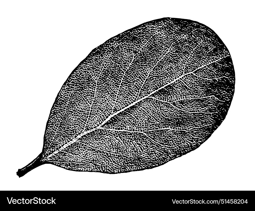 Black leaf realistic texture overlay Royalty Free Vector
