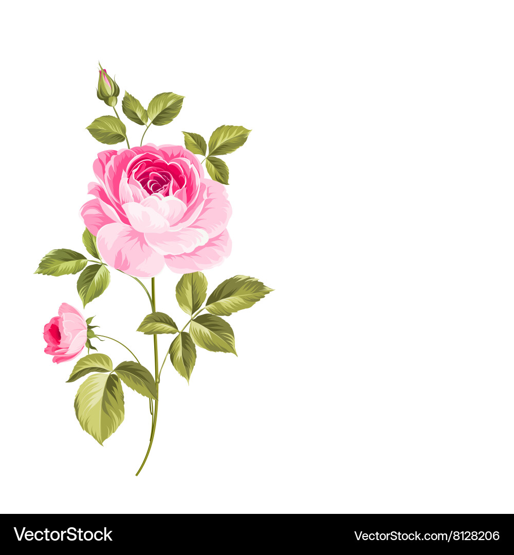 Blooming rose Royalty Free Vector Image - VectorStock