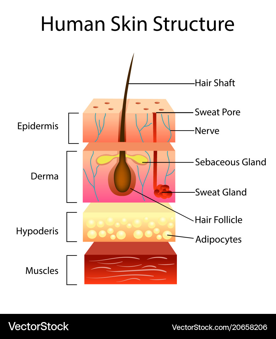 Cells Tissues Organs Vector Images (over 2,600)
