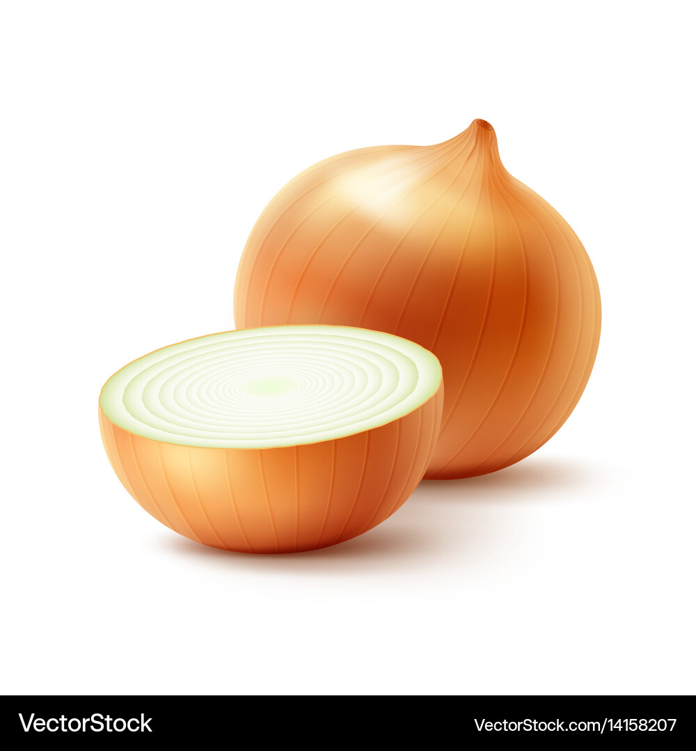 Yellow onion bulbs on white background Royalty Free Vector