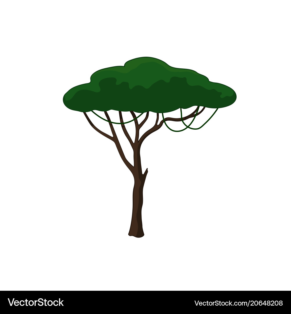 Acacia tree in cartoon style Royalty Free Vector Image