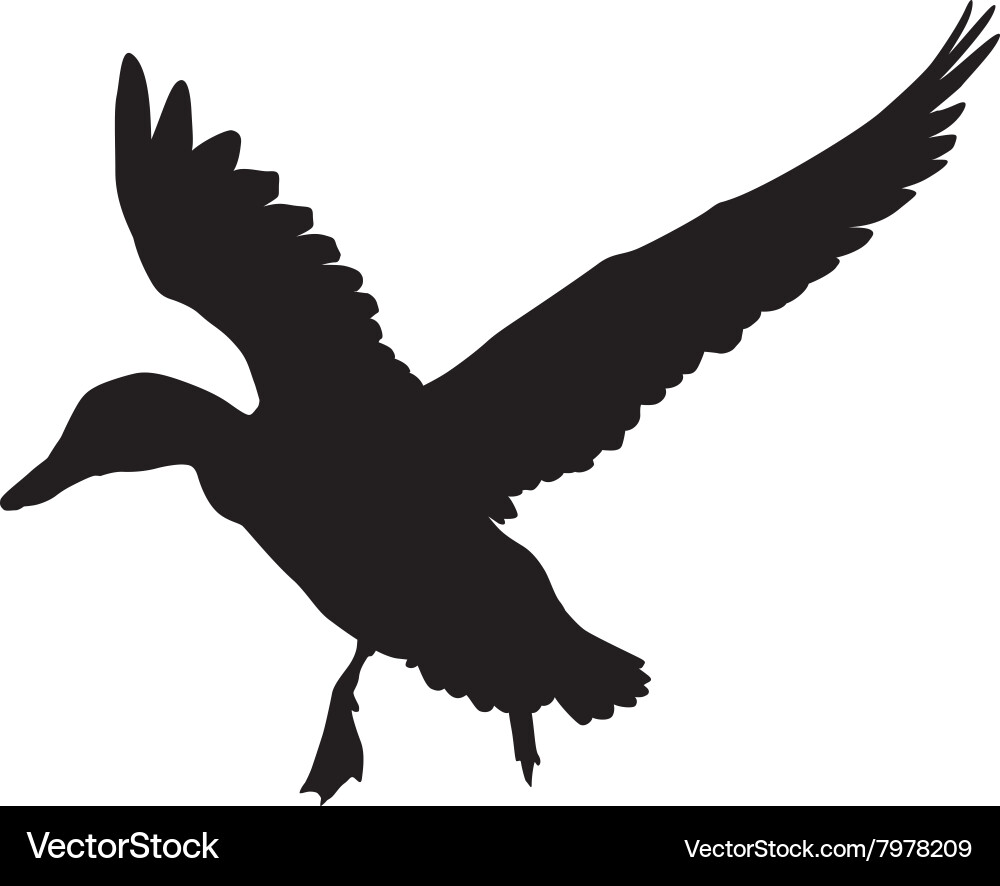 Duck Royalty Free Vector Image - VectorStock