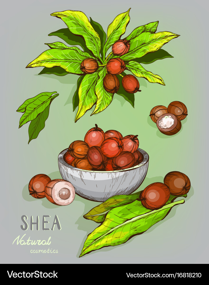 Shea nuts plant berry fruit Royalty Free Vector Image