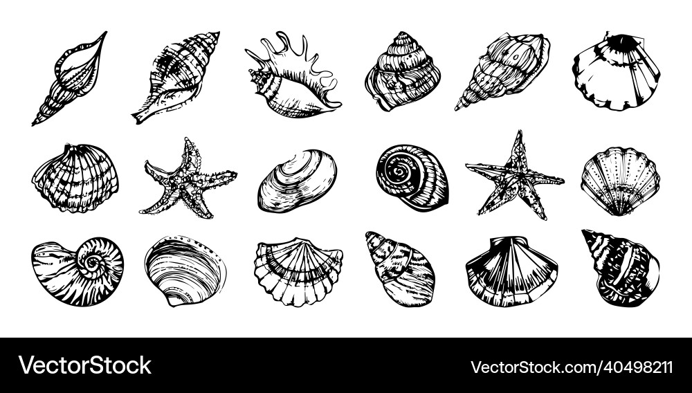 Seashell in art ink style Royalty Free Vector Image