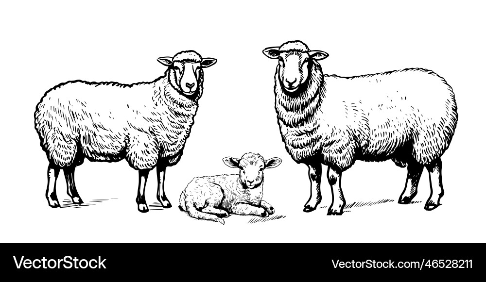 Sheep set hand drawn sketch Royalty Free Vector Image Sheep set hand drawn sketch Royalty Free Vector Image