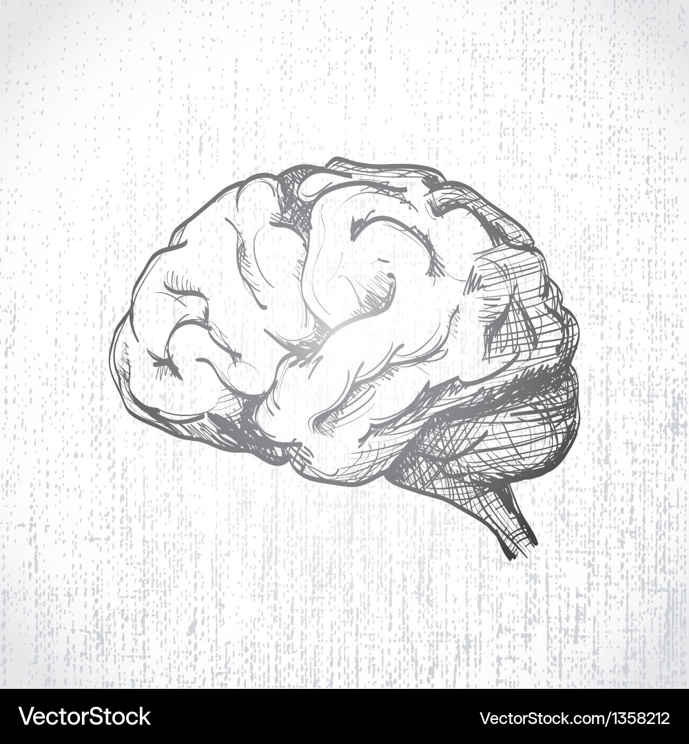 Human brain Royalty Free Vector Image - VectorStock