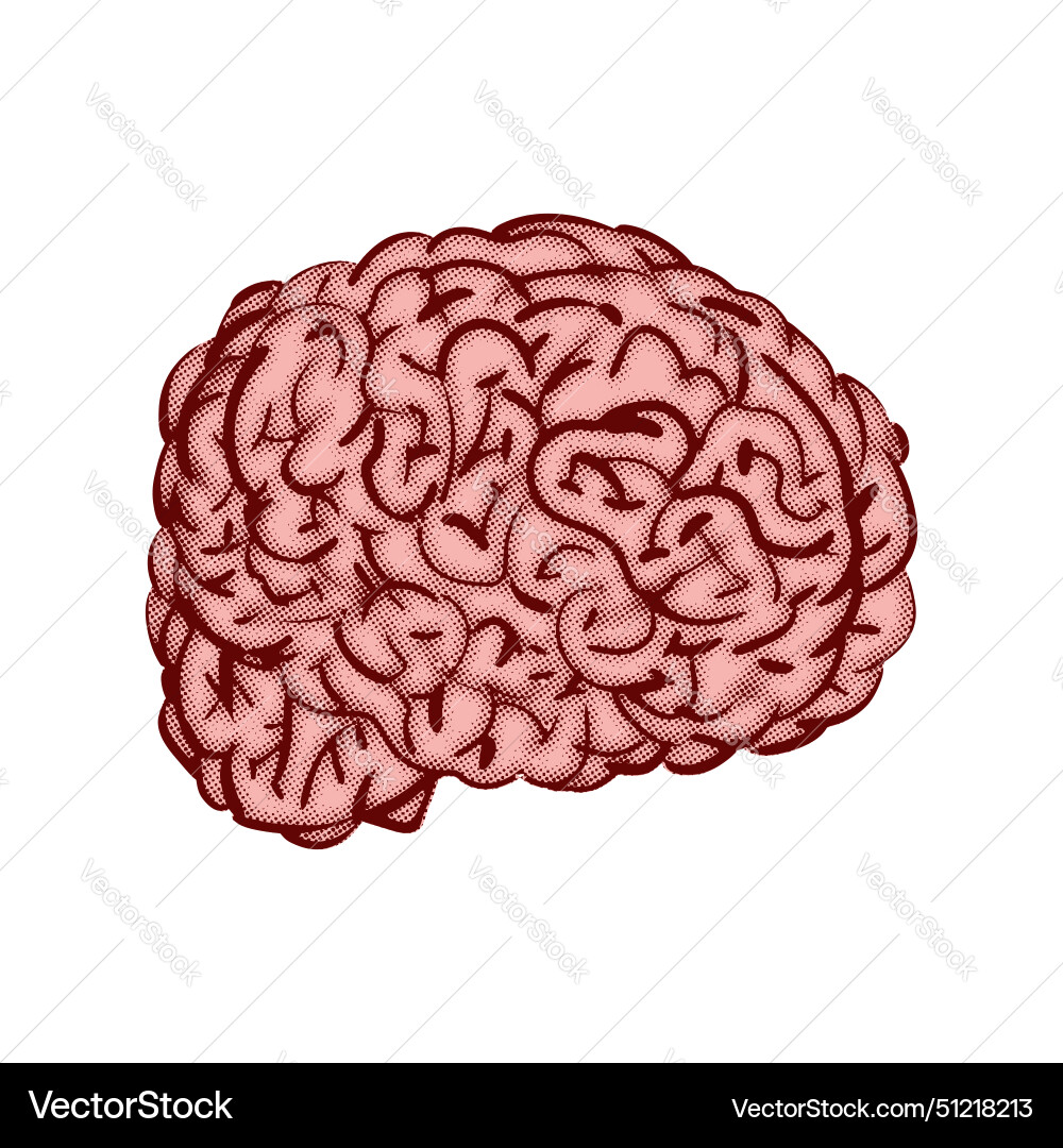 Brain hand drawing isolated brains engraving Vector Image