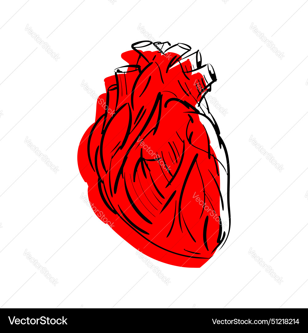 Anatomical heart hand drawing isolated Royalty Free Vector Anatomical heart hand drawing isolated Royalty Free Vector