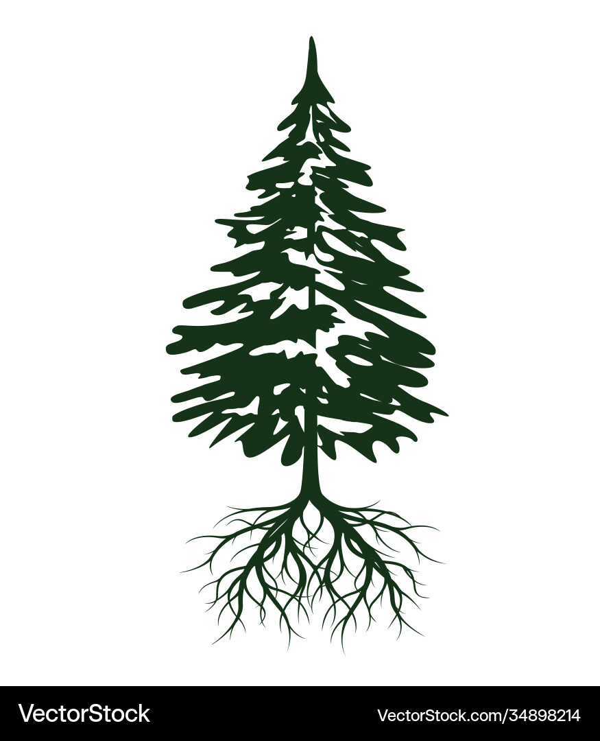 Green spruce tree with roots outline Royalty Free Vector