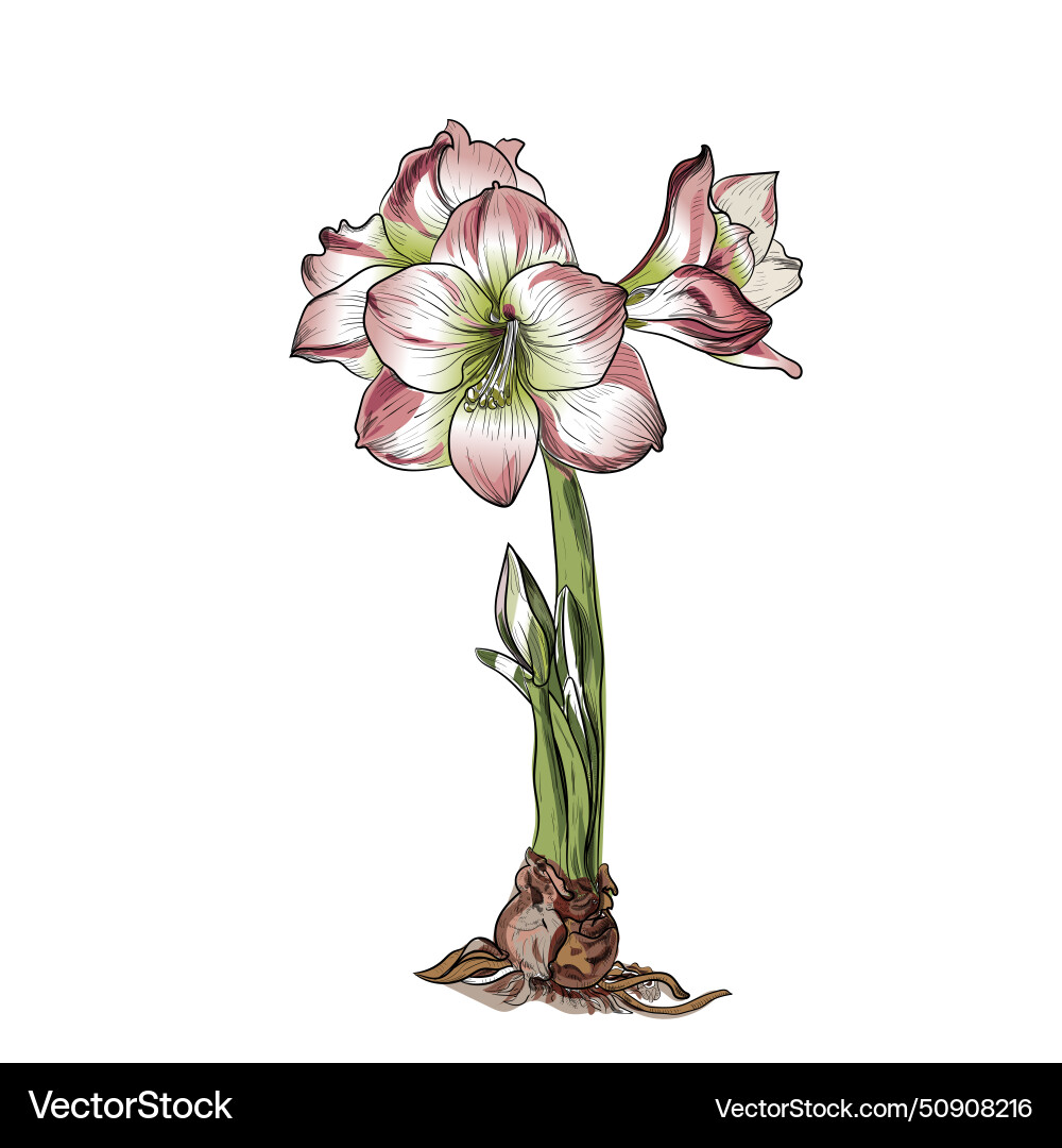 Botanical wildflowers hand drawing style Vector Image