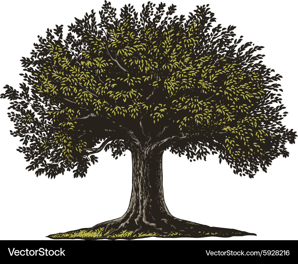 Tree Shadow Vector Images (over 27,000)