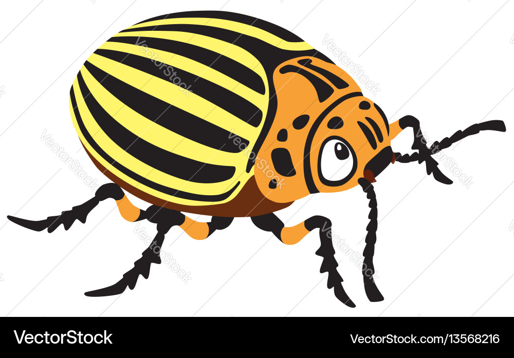 Potato beetle Royalty Free Vector Image - VectorStock