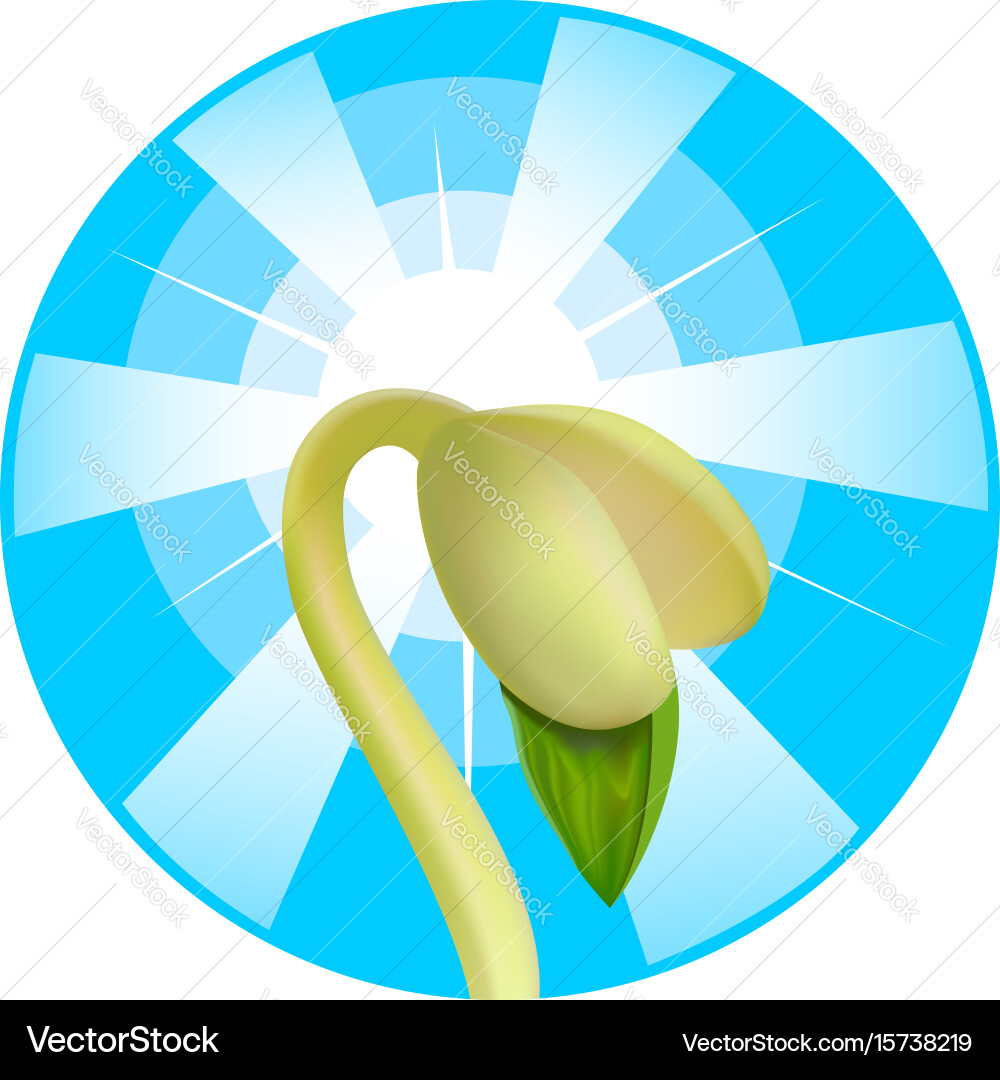 Growing bean Royalty Free Vector Image - VectorStock