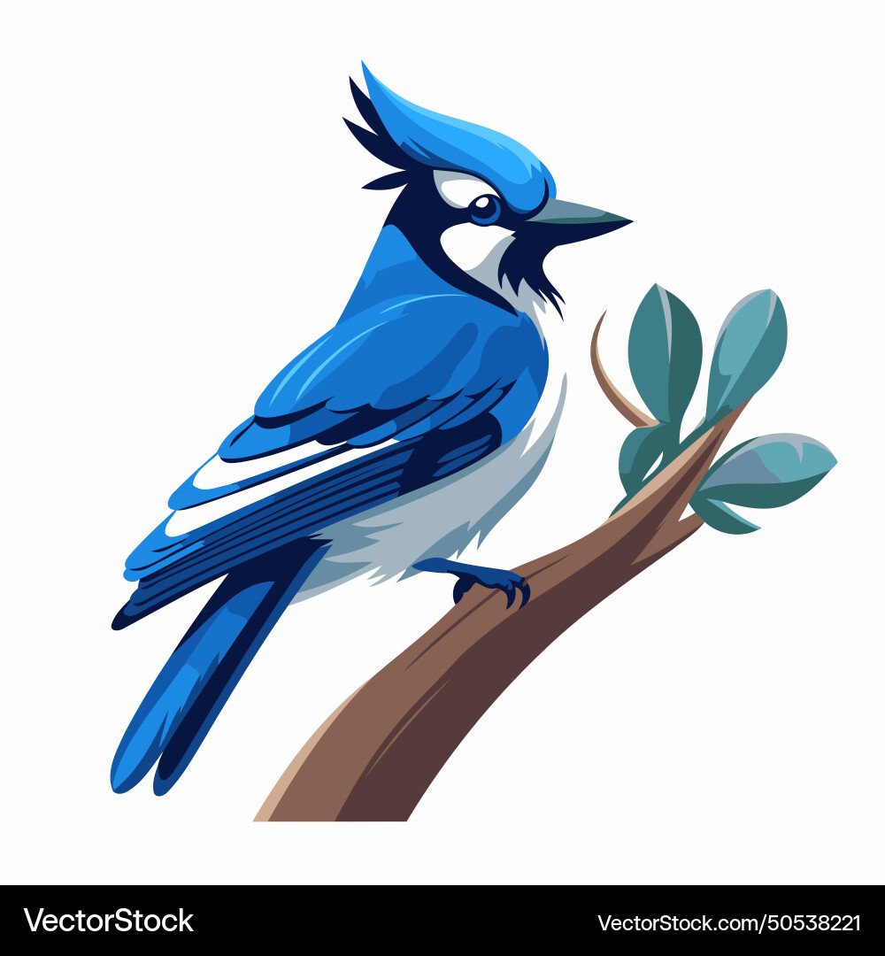 Blue jay bird on a branch isolated white Vector Image