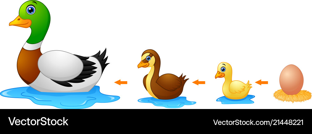 Life cycle of a duck Royalty Free Vector Image