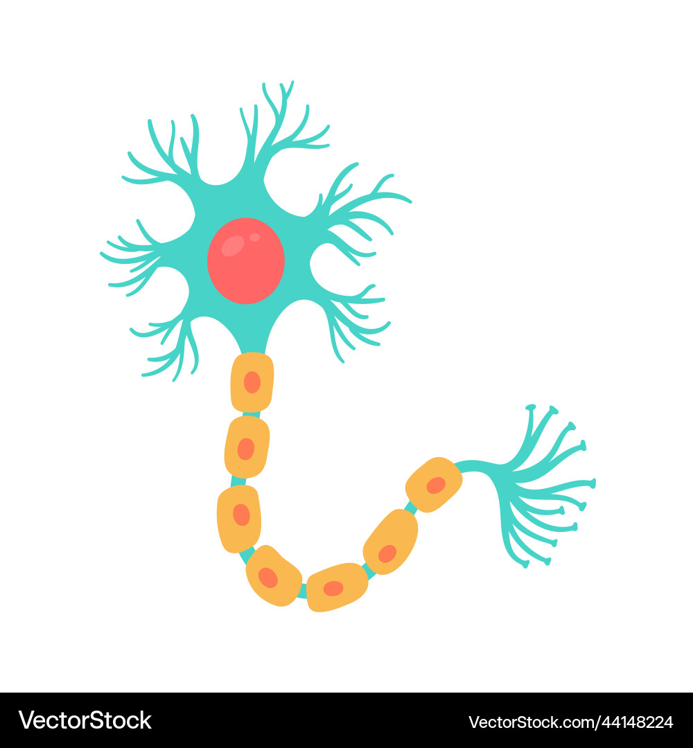 Human Sensory Neuron Model Royalty Free Vector Image
