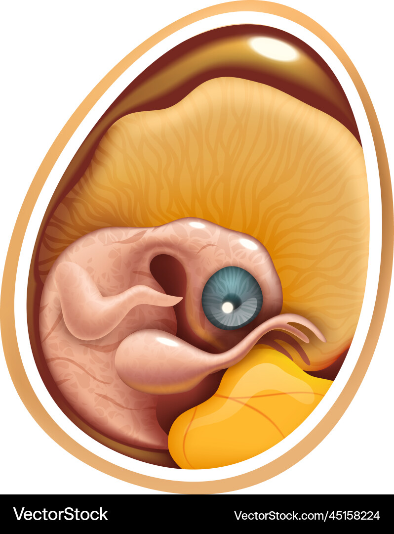 Realistic egg embryo composition Royalty Free Vector Image