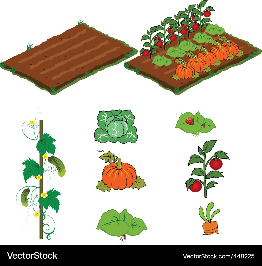 Farm vegetables Royalty Free Vector Image - VectorStock