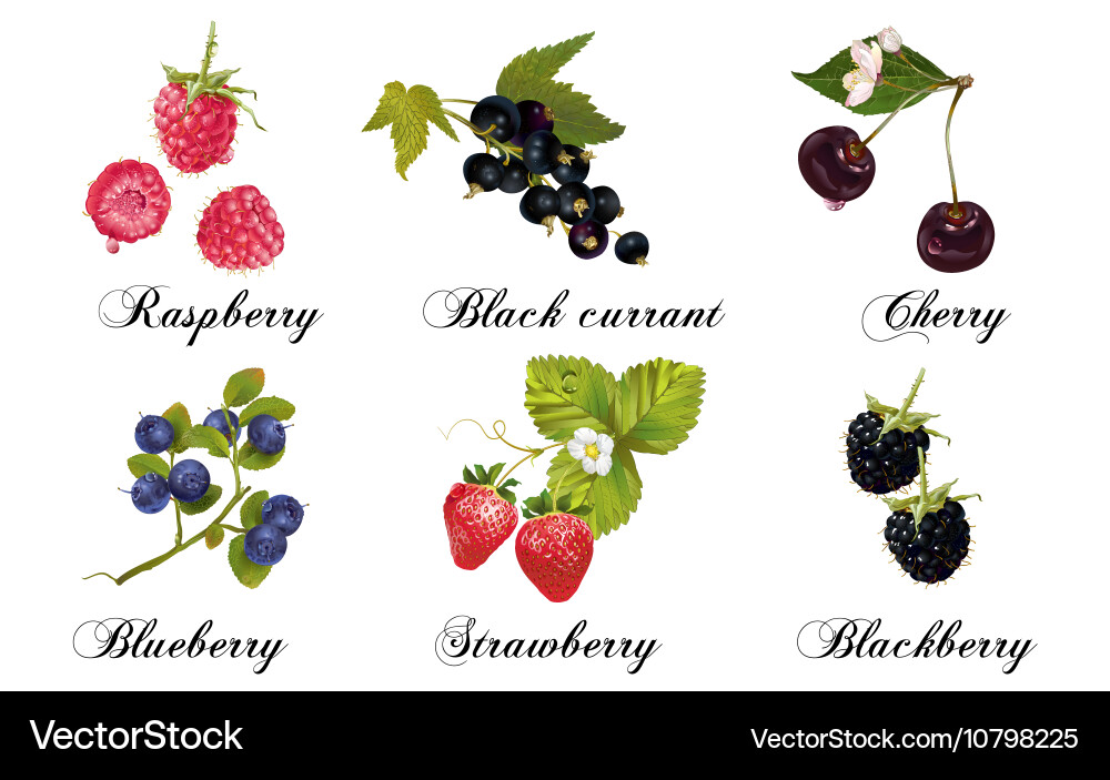 Realistic berries set Royalty Free Vector Image