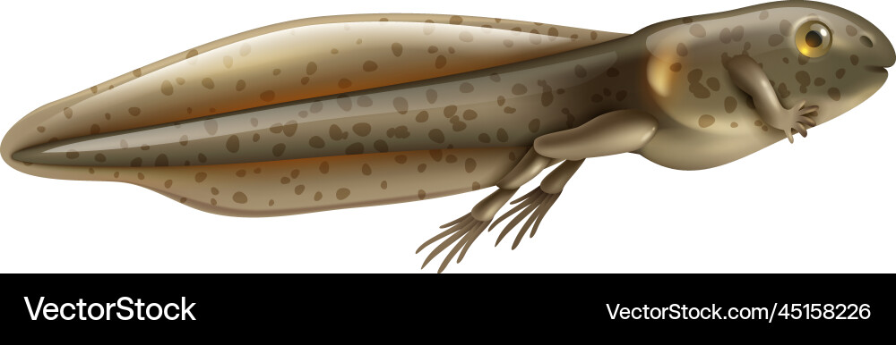 Frog tadpole developing composition Royalty Free Vector