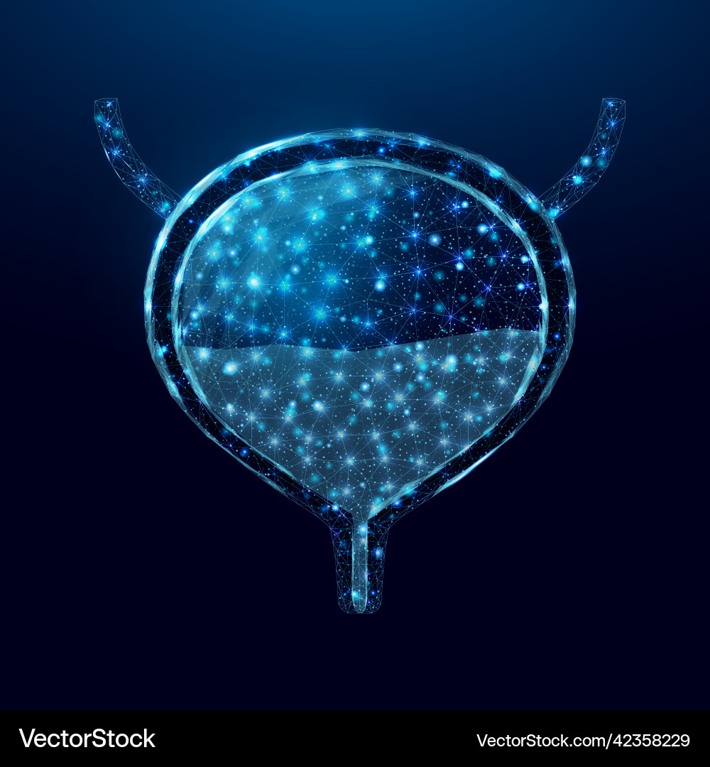 Human bladder design element for medical concept Vector Image