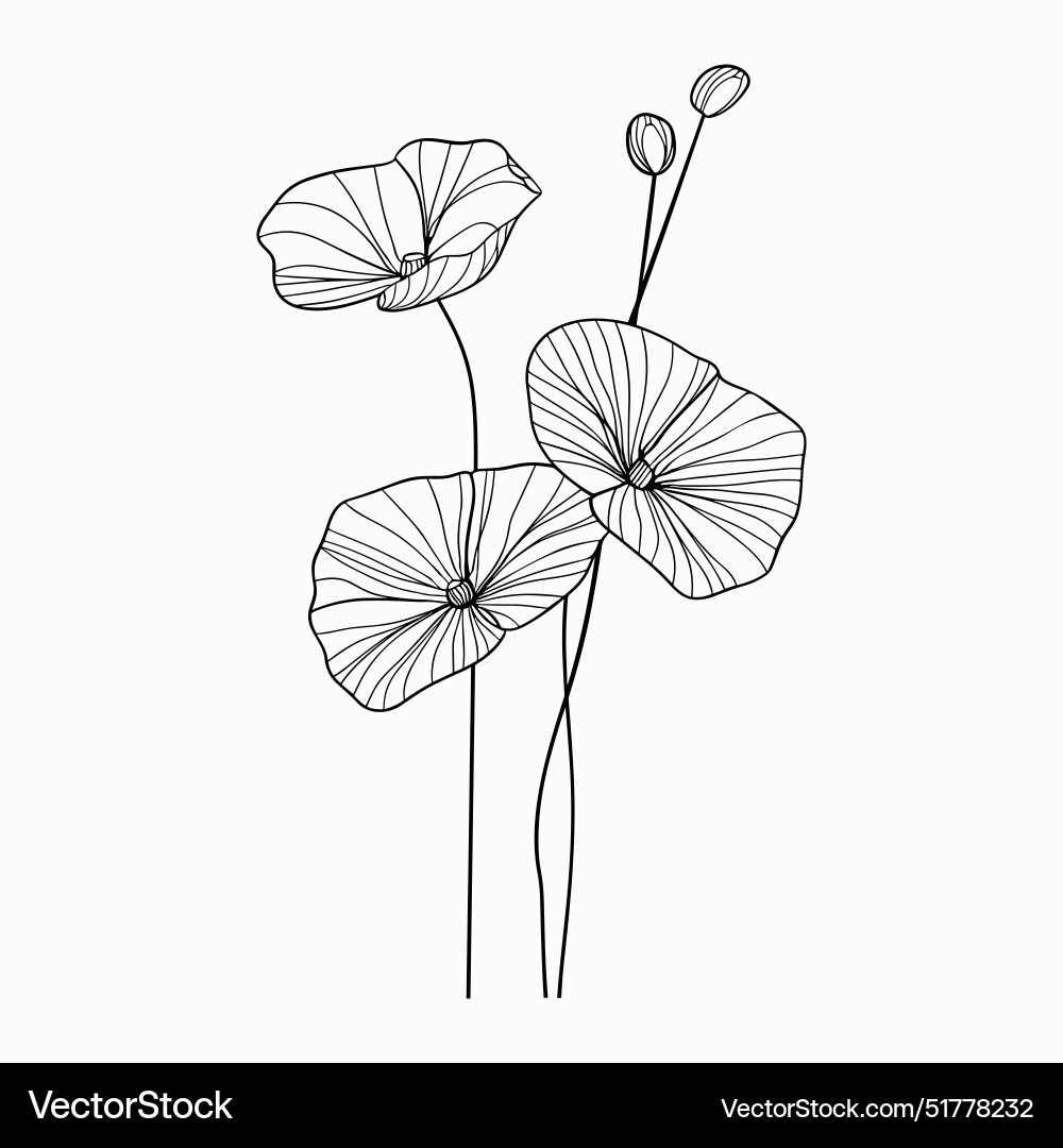 Gotu kola centella asiatica hand drawn sketch Vector Image