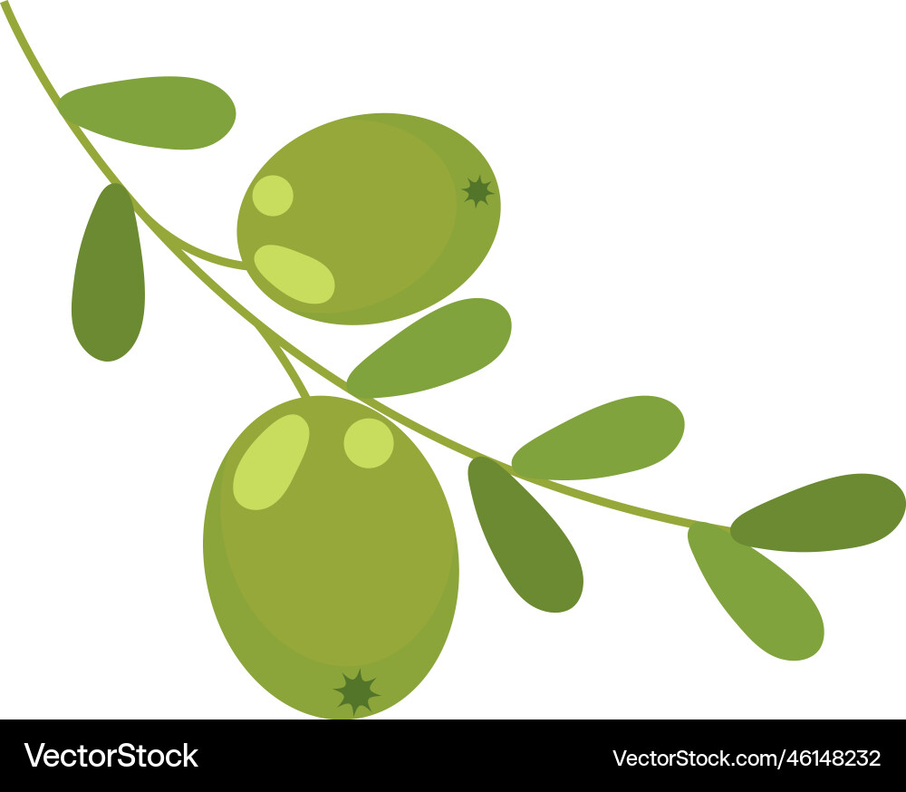 Olive leaf tree Royalty Free Vector Image - VectorStock