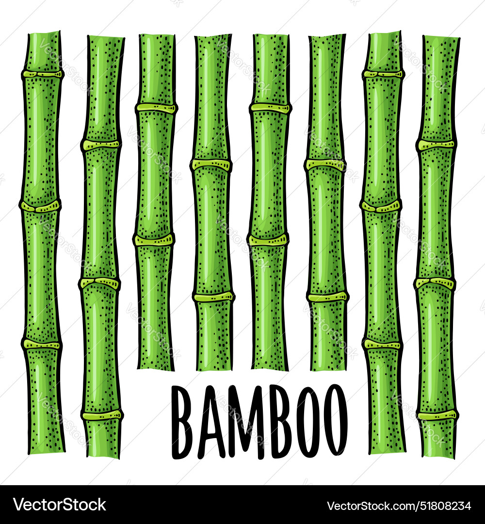 Bamboo trees with leaf vintage engraving Vector Image