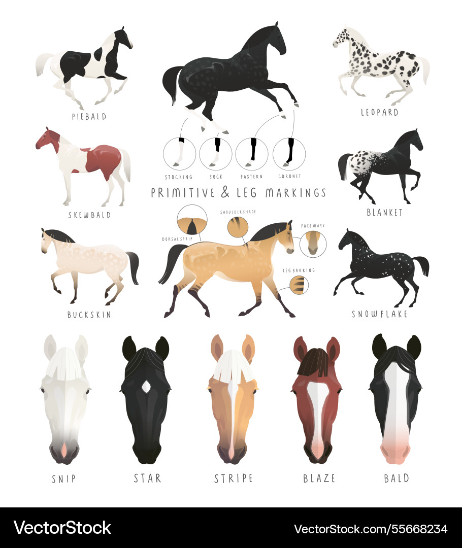 Horse facial and leg markings Royalty Free Vector Image