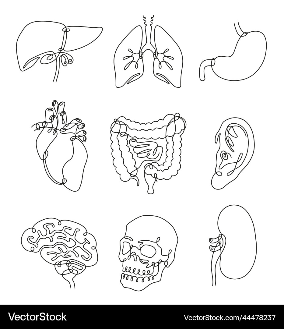 Human internal organs continuous one line set Vector Image