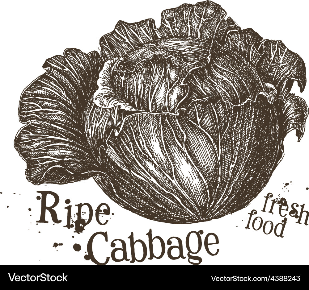 Fresh cabbage logo design template Royalty Free Vector Image