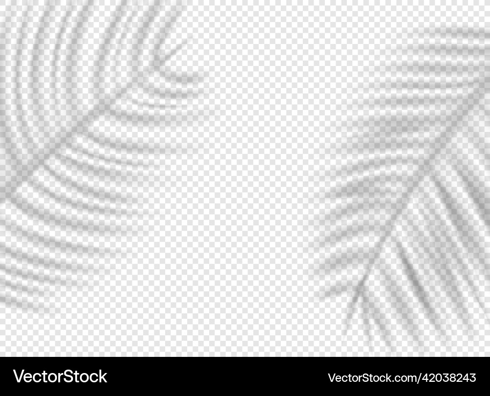 Palm leaves shadows on transparent background Vector Image