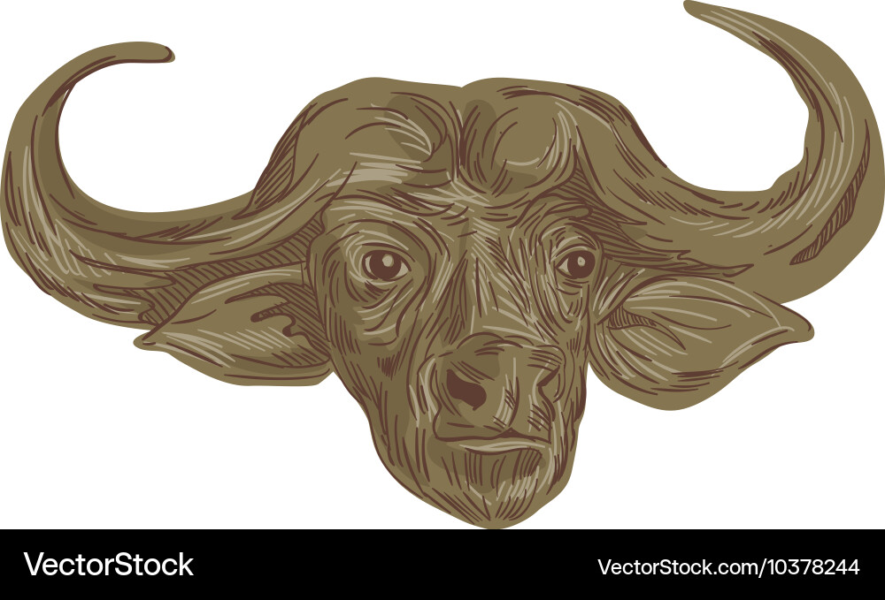 African buffalo head drawing Royalty Free Vector Image