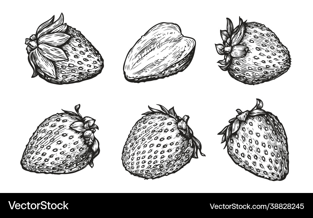 Strawberry set sketch hand drawn engraving style Vector Image
