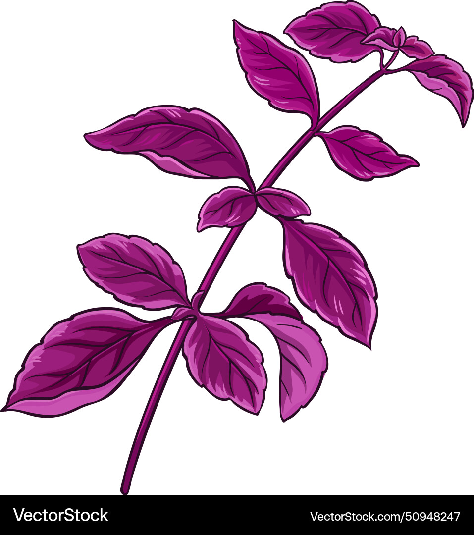 Purple basil branch colored detailed Royalty Free Vector